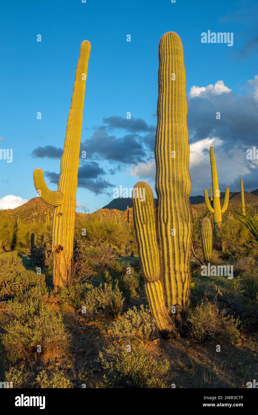 The sonoran desert in spring with clouds Stock Photo - Alamy