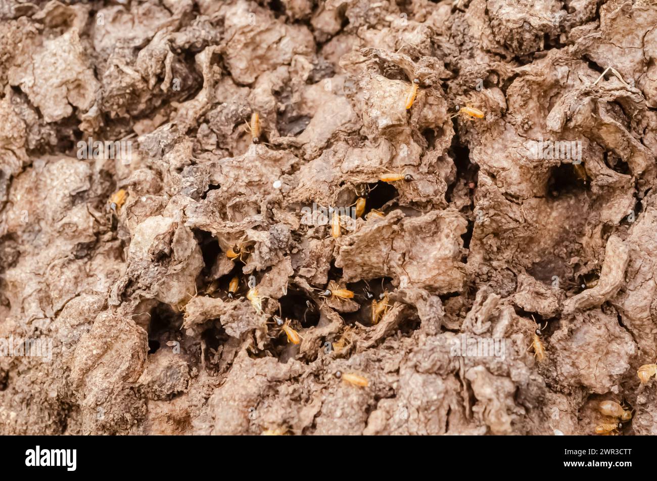 Ants crawling on twig hi-res stock photography and images - Alamy