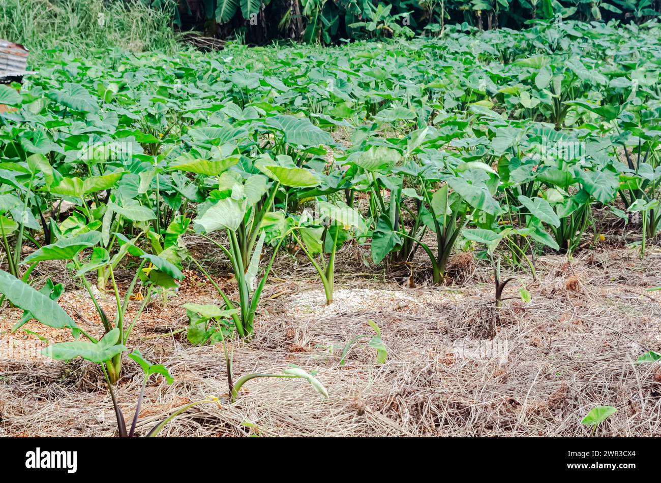 Cocoyam hi-res stock photography and images - Alamy