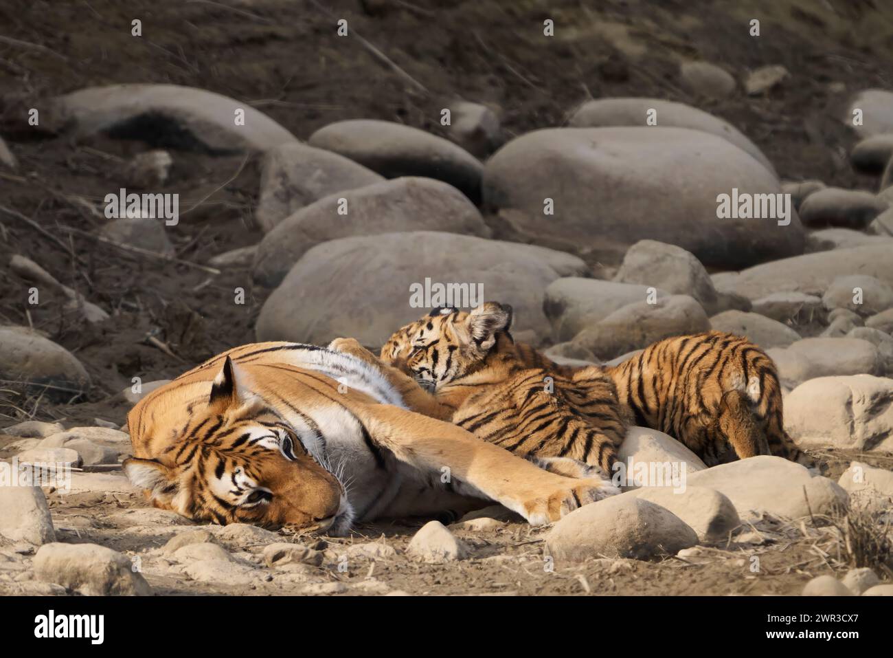Tigress nursing cub hi-res stock photography and images - Alamy