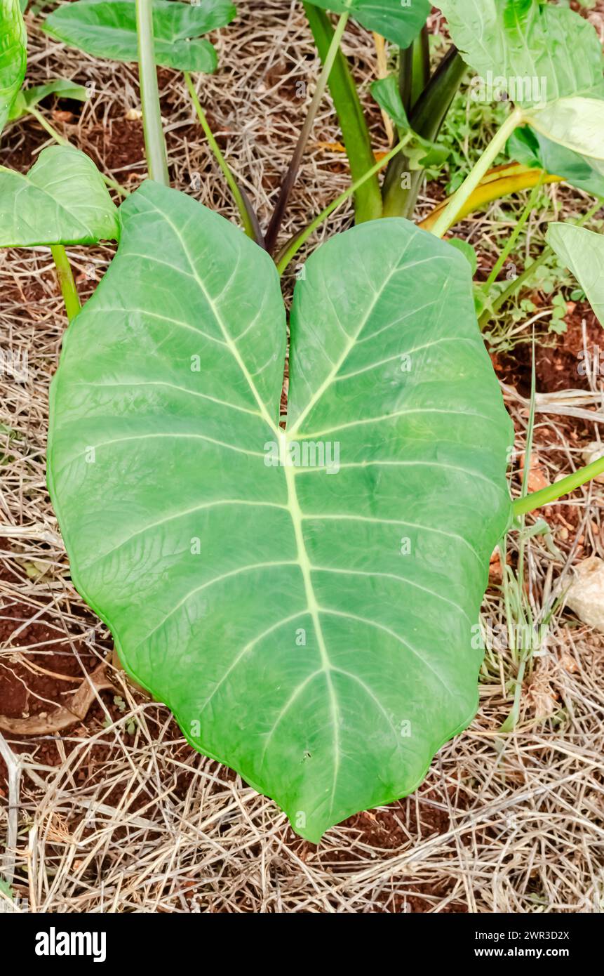 Cocoyam hi-res stock photography and images - Alamy