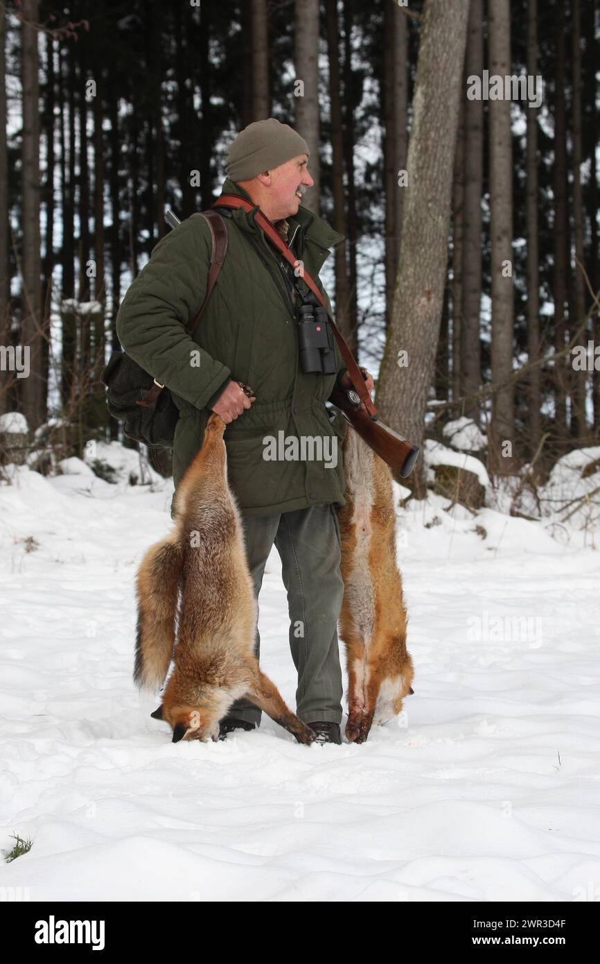Hunter with hunted winter foxes (Vulpes vulpes) in the snow, Allgaeu ...