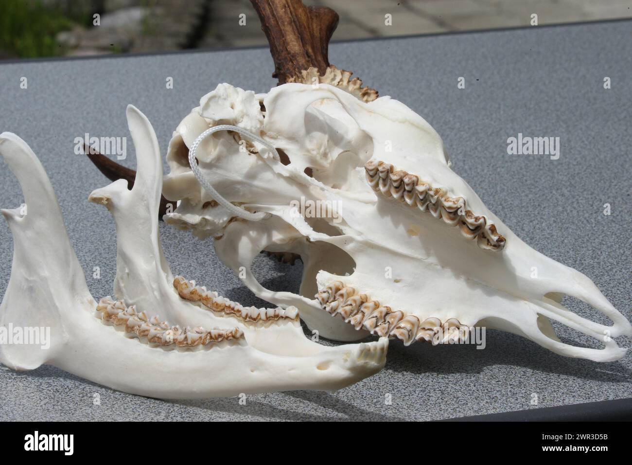 European roe deer (Capreolus capreolus) finished skull with upper and ...