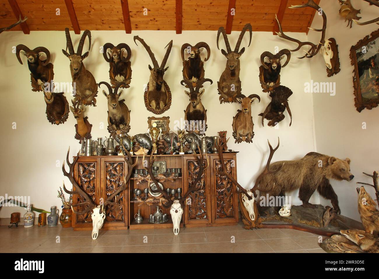 Hunting room with trophies and taxidermied animals, South Hungary ...