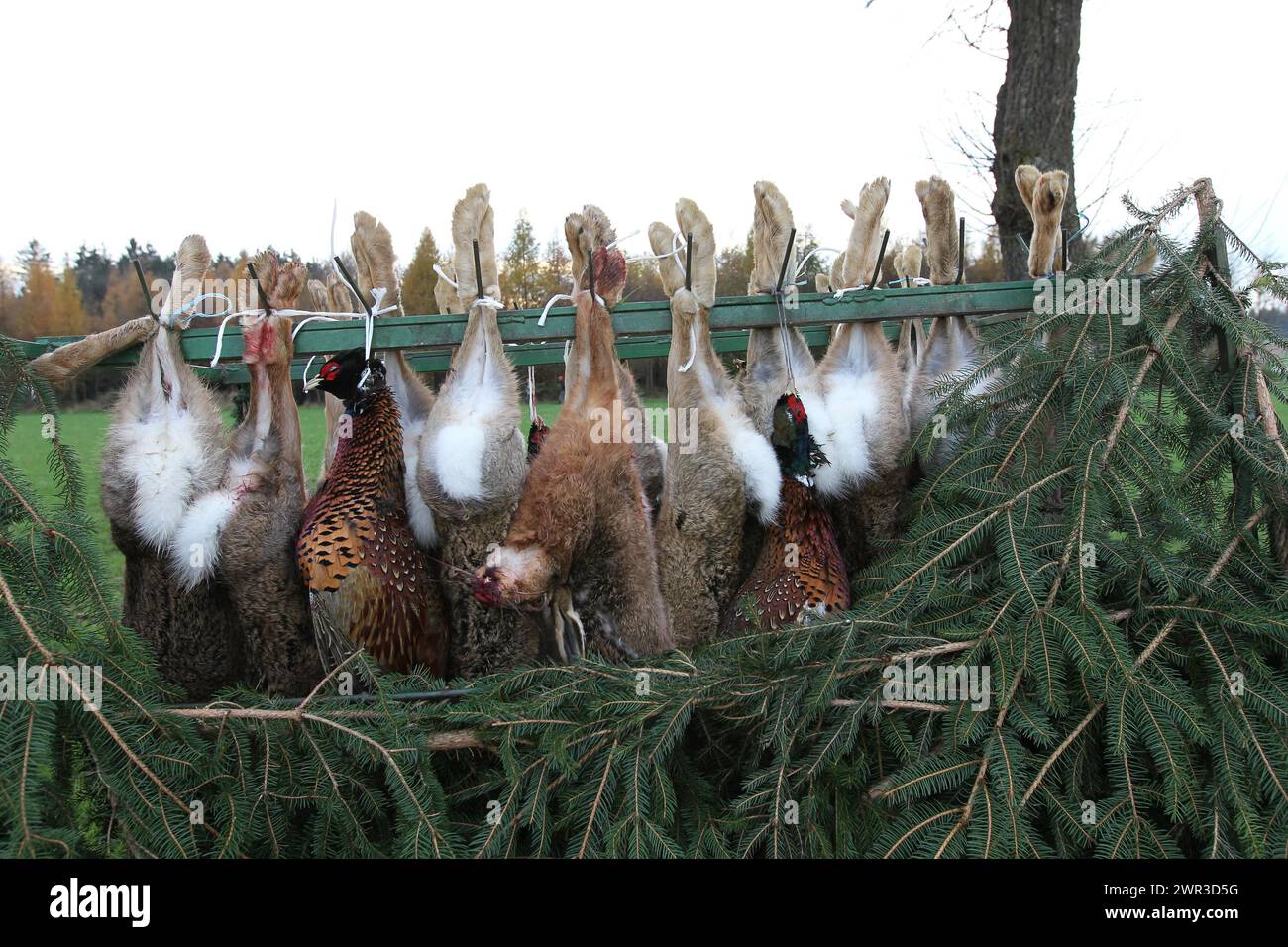 Hunting, hares (Lepus europaeus) and pheasants (Phasianus colchicus ...