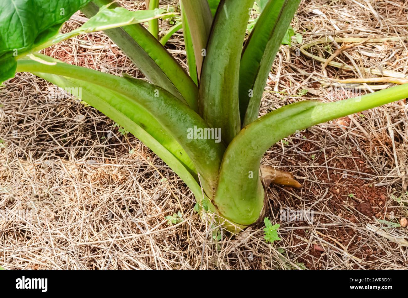 Cocoyam colocasia esculenta hi-res stock photography and images - Alamy