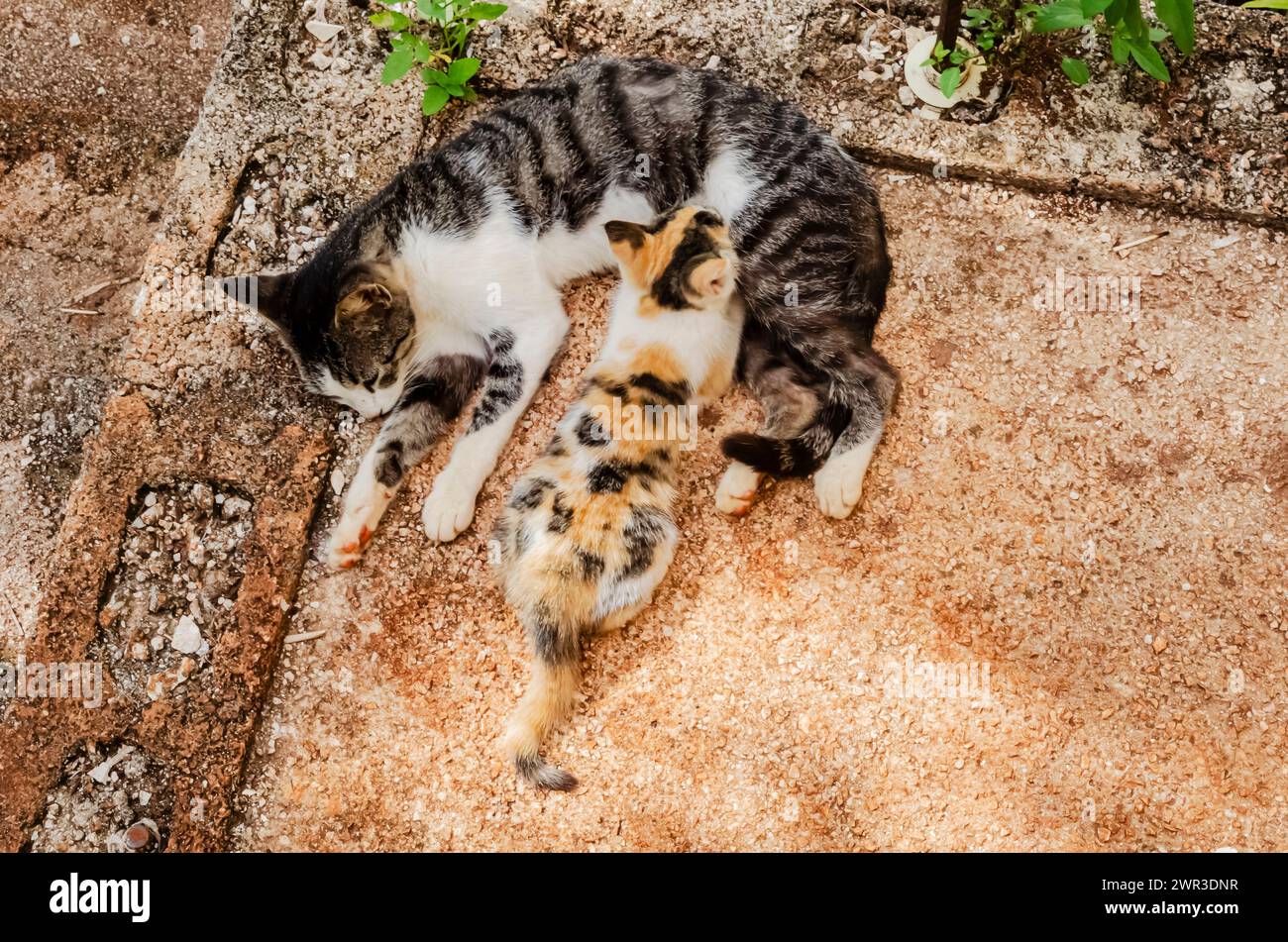 Mother Cat and Kitten Stock Photo - Alamy