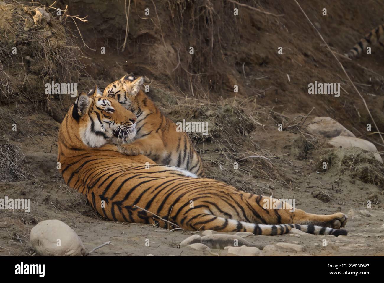 Tiger cub giving her mother Paarwali a hug, Corbett National Park ...