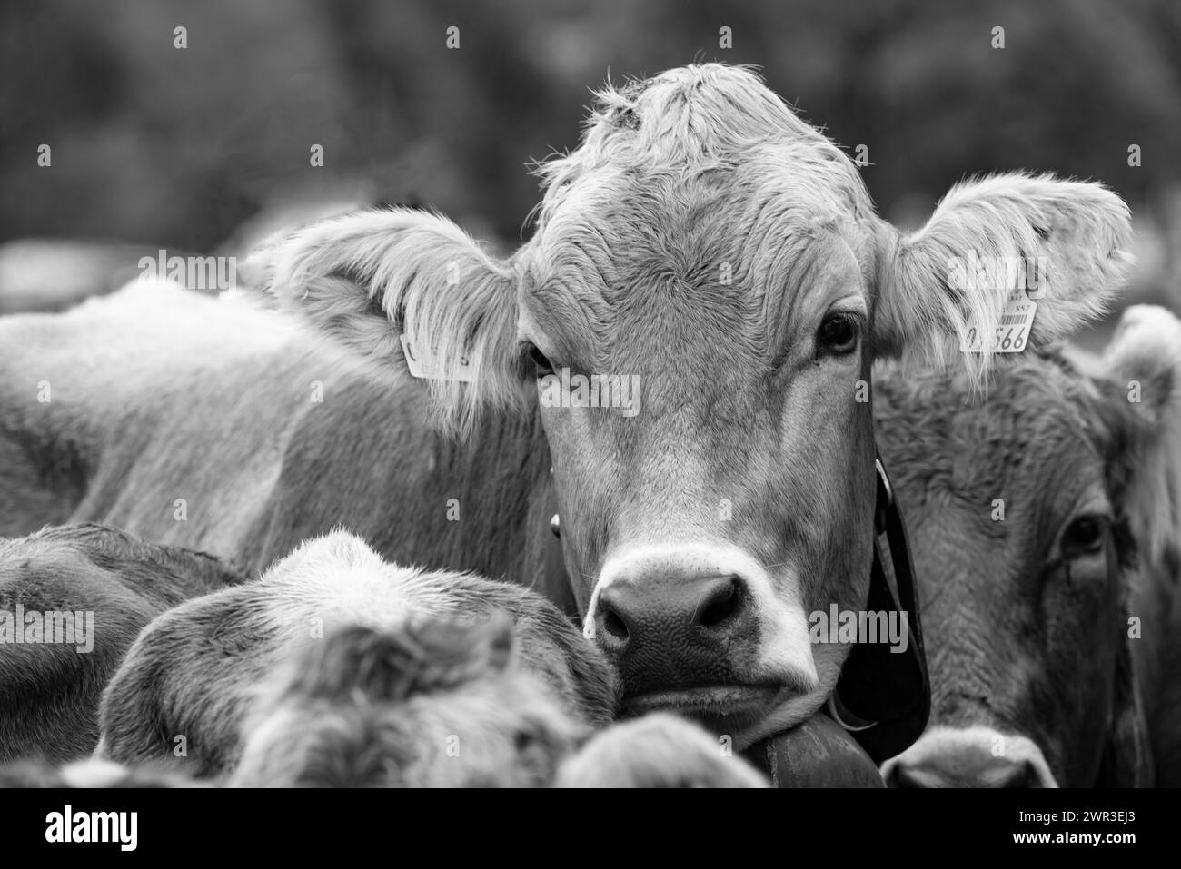 Bad cow Black and White Stock Photos & Images - Alamy