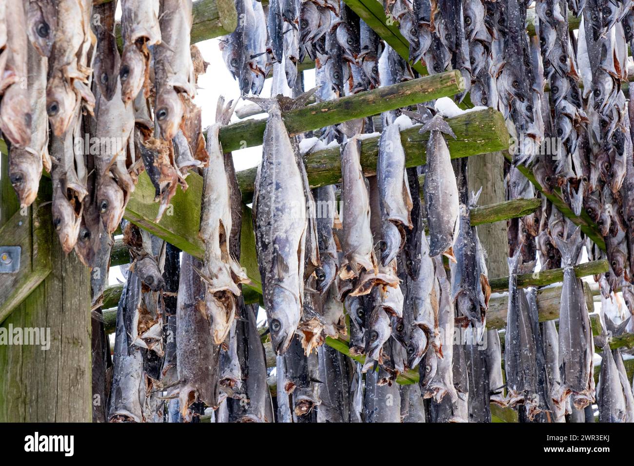 Lofoten, Norway. Solvaer, Nordland province. Stockfish, air-drying on ...