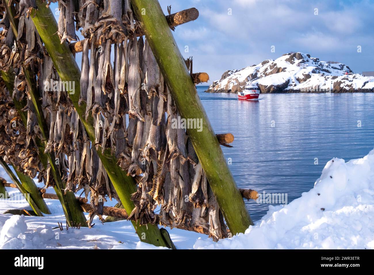 Lofoten, Norway. Solvaer, Nordland province. Stockfish, air-drying on ...