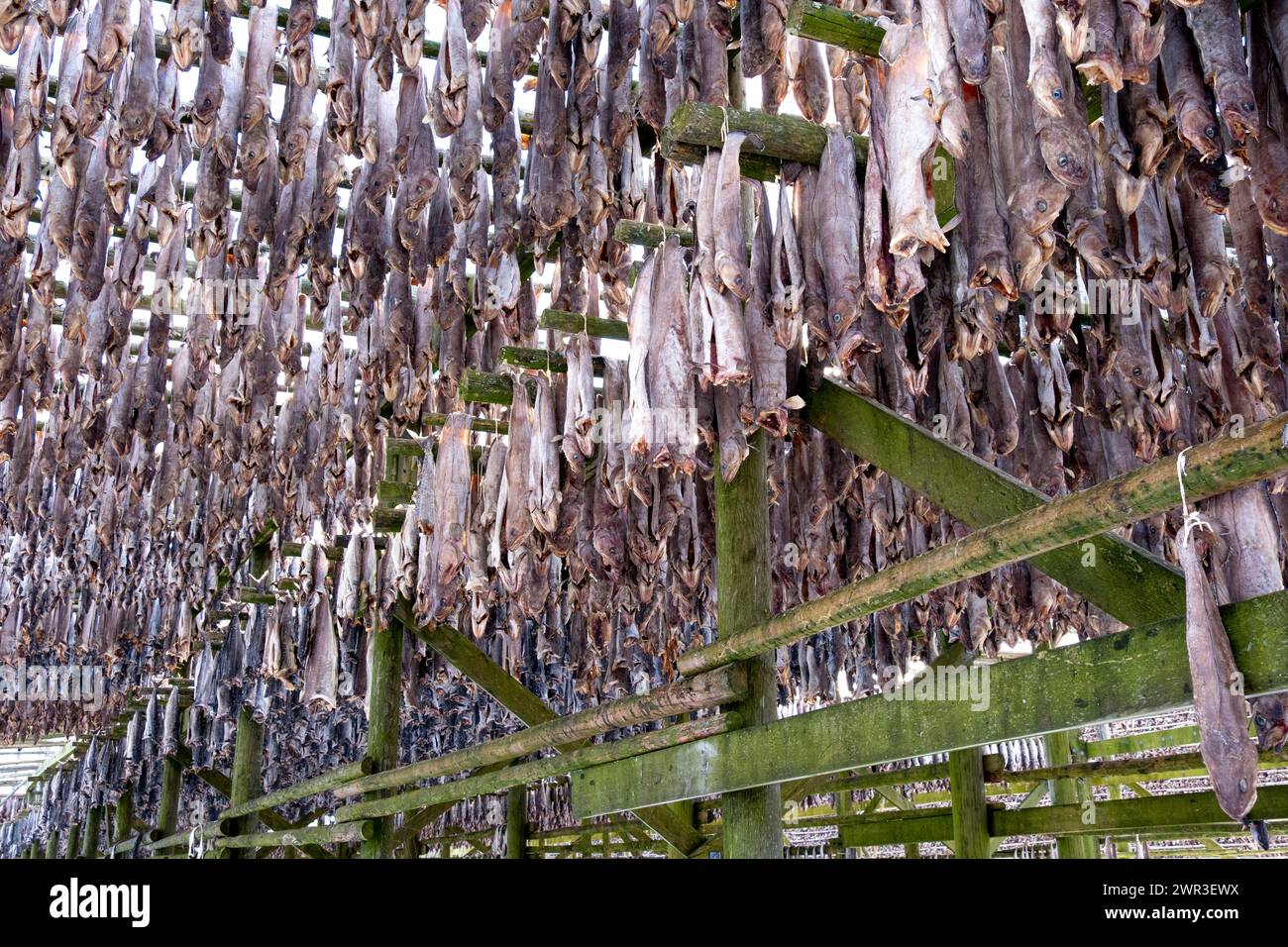 Lofoten, Norway. Solvaer, Nordland province. Stockfish, air-drying on ...