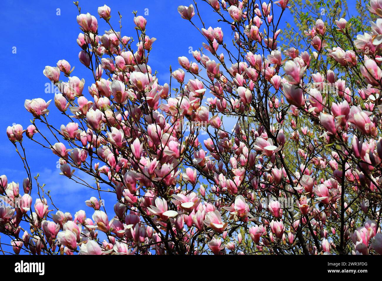 Beautiful magnolia tree blossoms in springtime. Jentle Chinese red ...