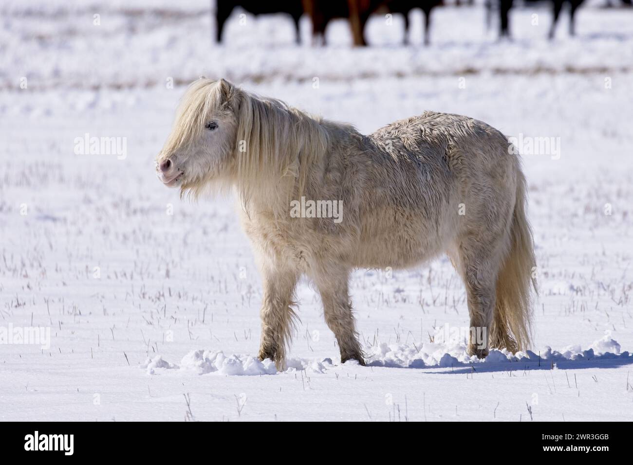 A small white horse walks in a snow covered field during winter in ...