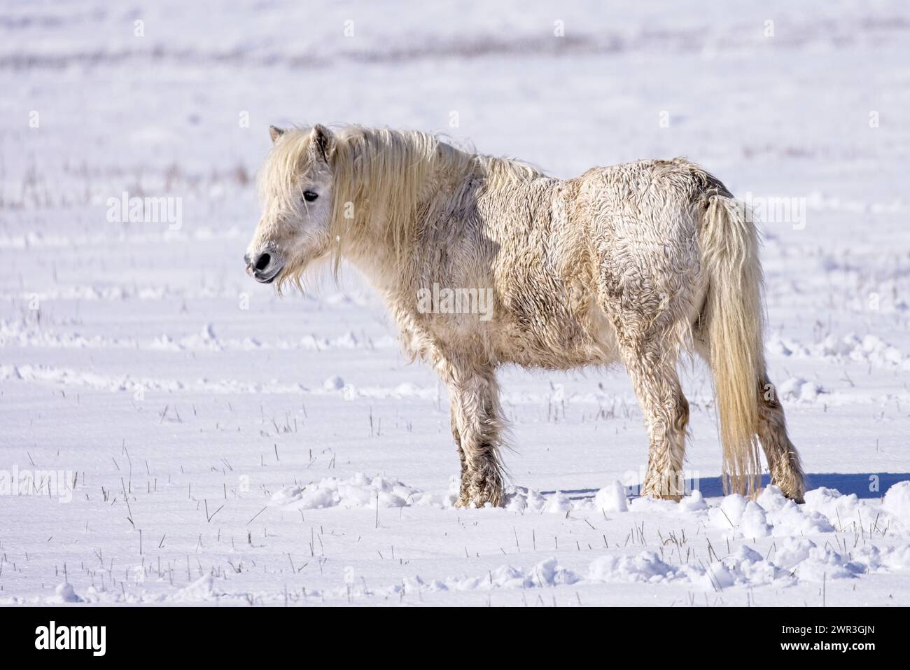 Idaho winter animals hi-res stock photography and images - Alamy