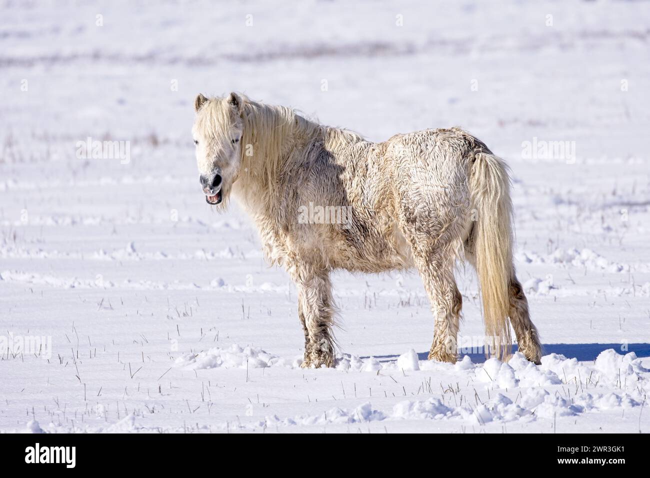 White horse stands in snowy hi-res stock photography and images - Alamy
