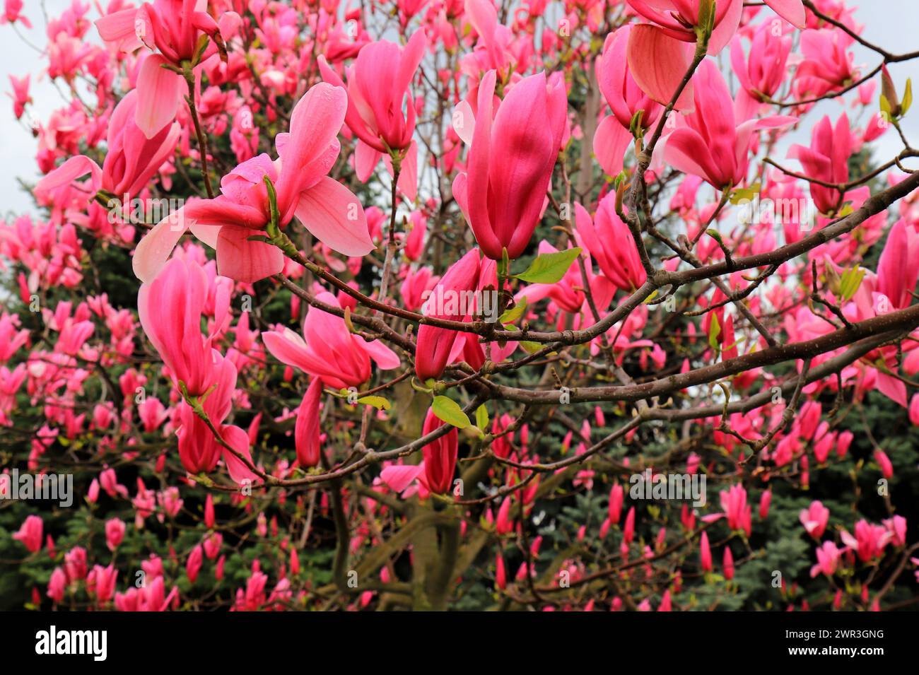 Beautiful magnolia tree blossoms in springtime. Jentle Chinese red ...