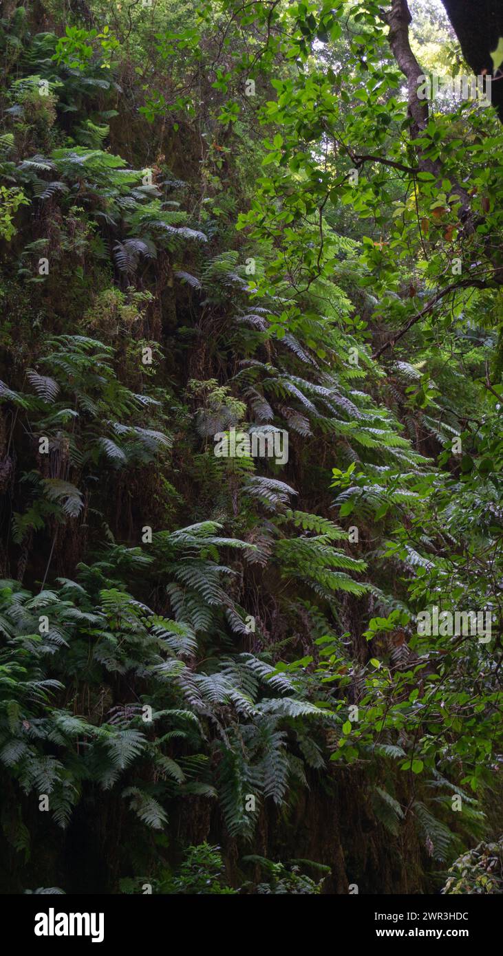 Lush ferns under serene green canopy Stock Photo - Alamy