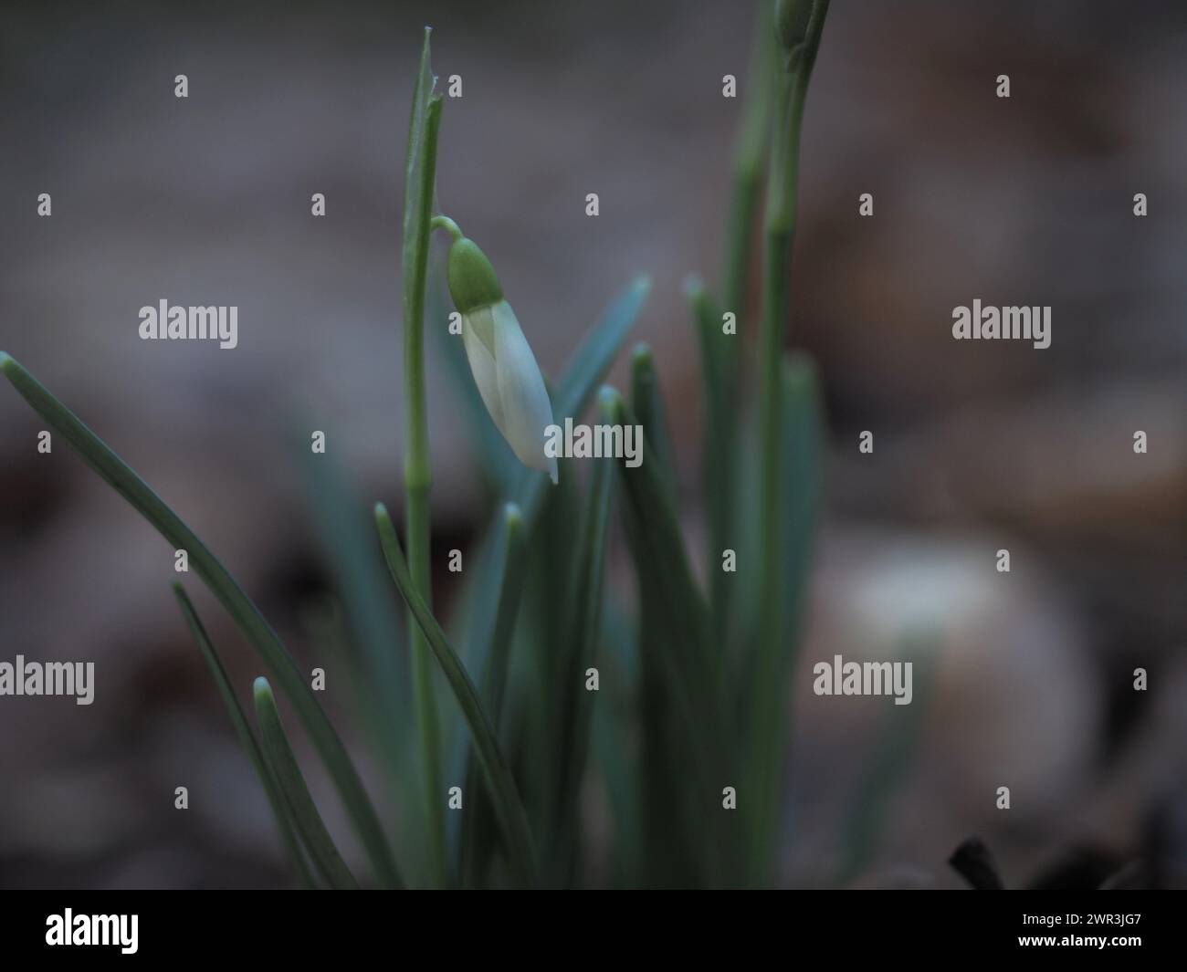 Closed up buds of snowdrops Stock Photo - Alamy