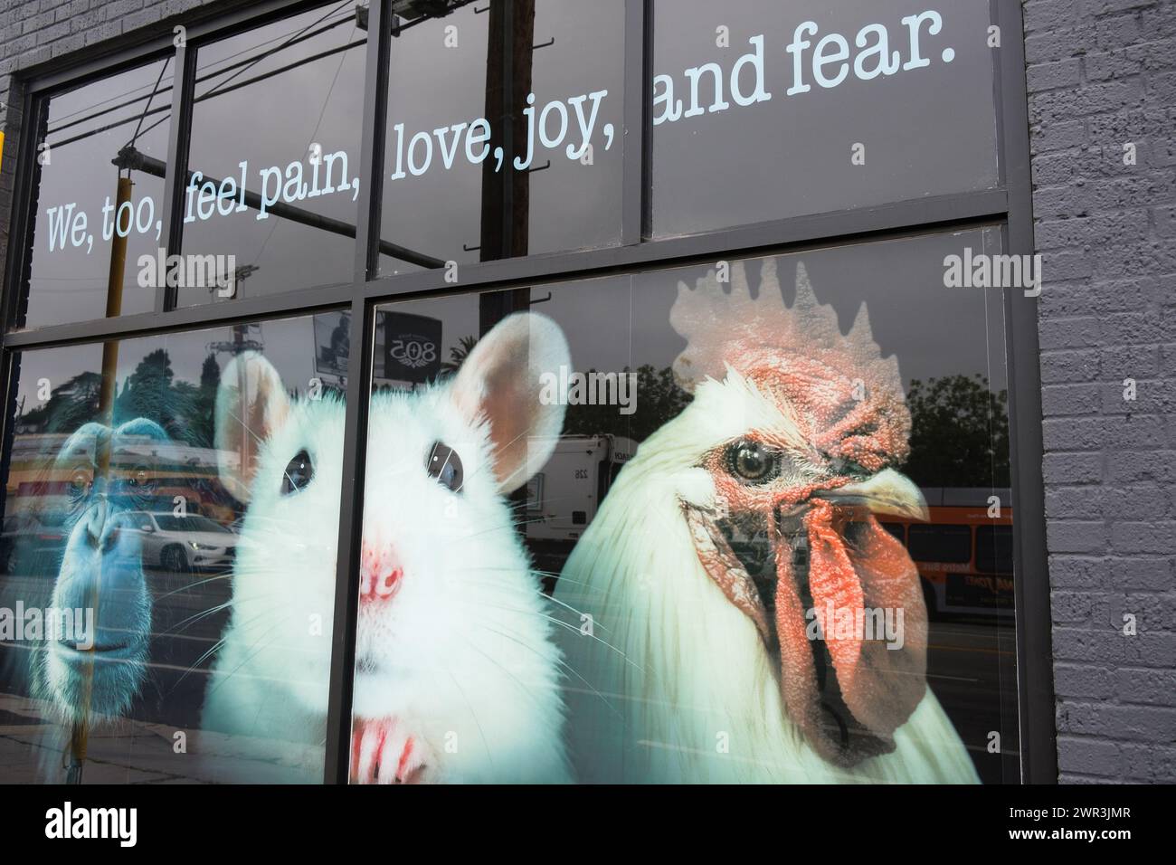 Cute animals in peta sign hi-res stock photography and images - Alamy