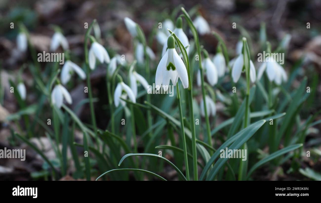 Galanthus spp hi-res stock photography and images - Alamy
