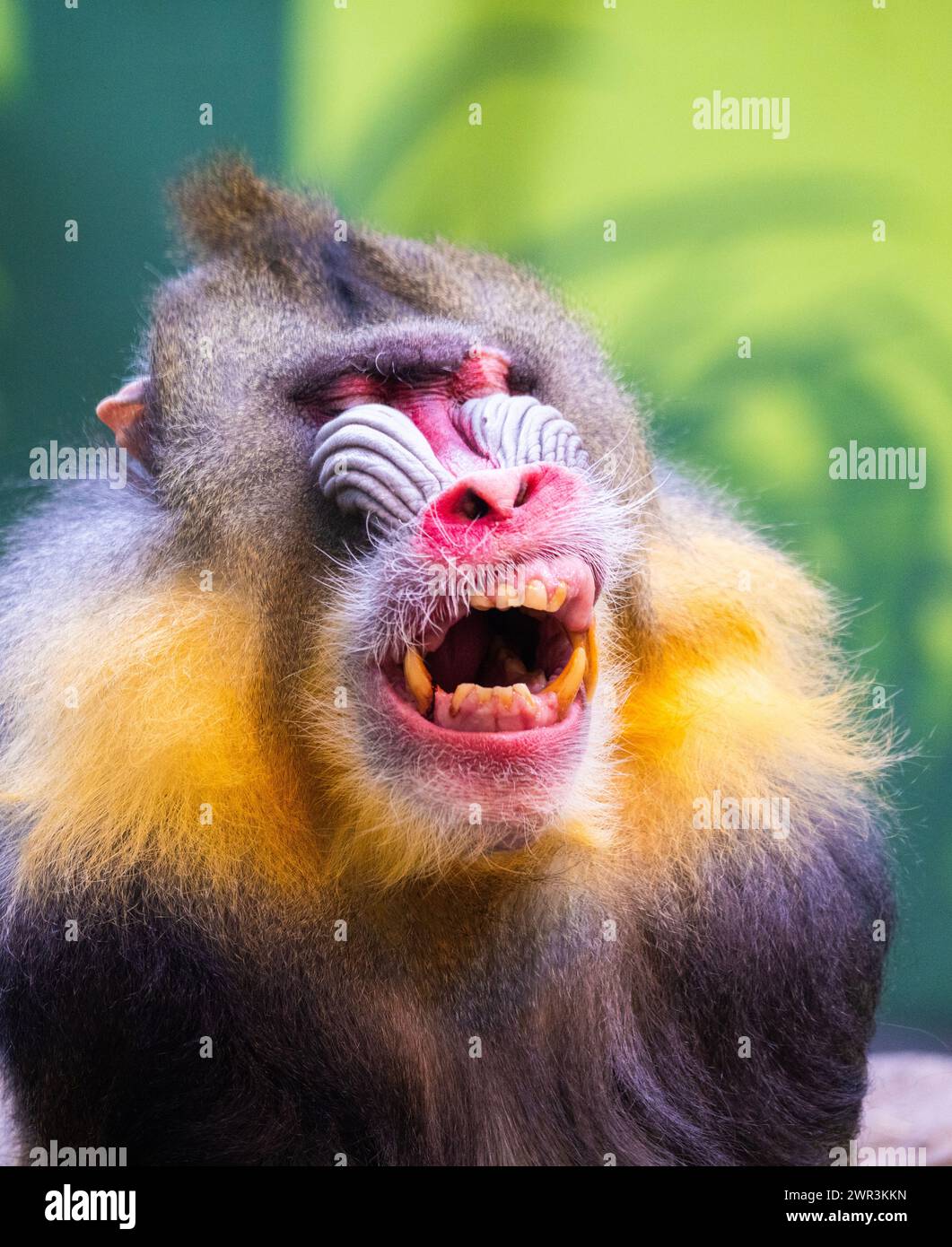 Male mandrill (Mandrillus sphinx) portrait Stock Photo - Alamy