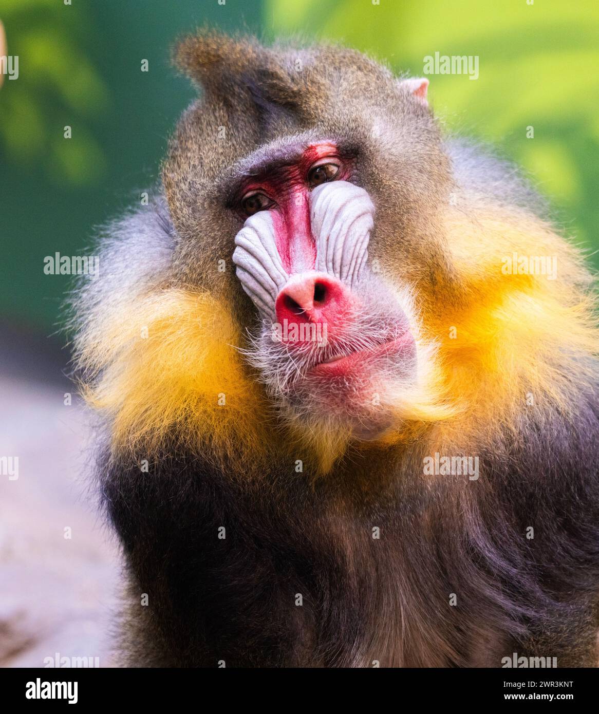 Male mandrill (Mandrillus sphinx) portrait Stock Photo - Alamy