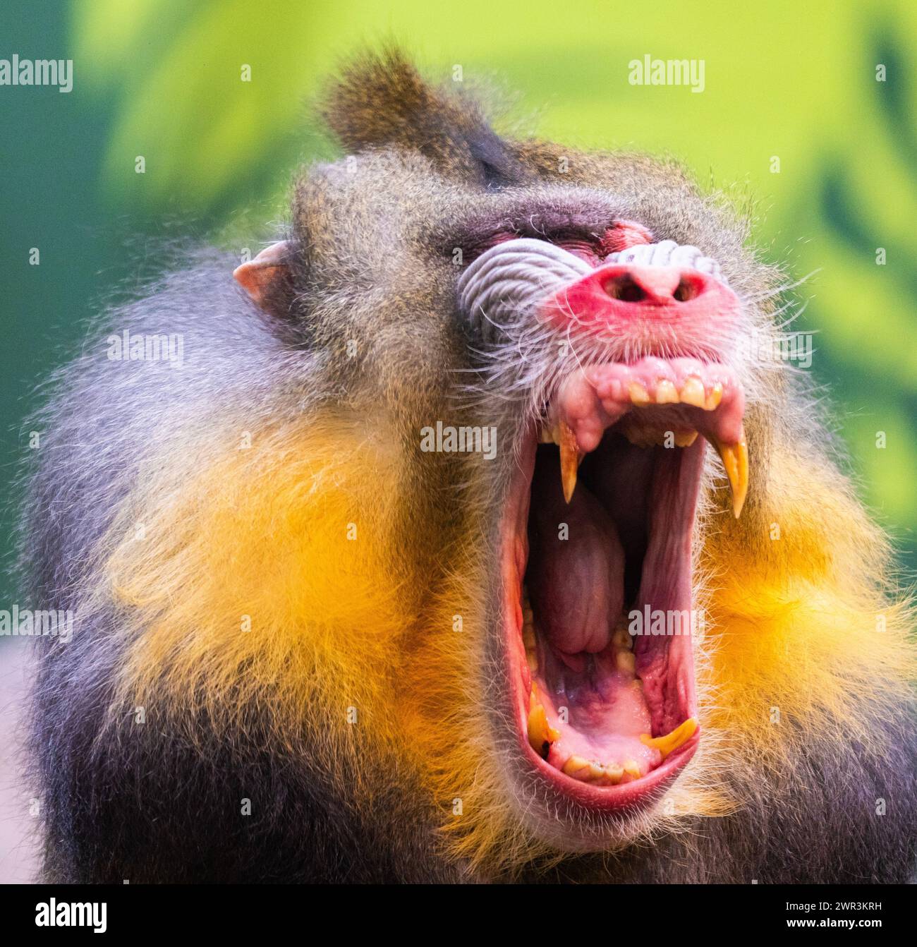 Male mandrill (Mandrillus sphinx) portrait Stock Photo - Alamy