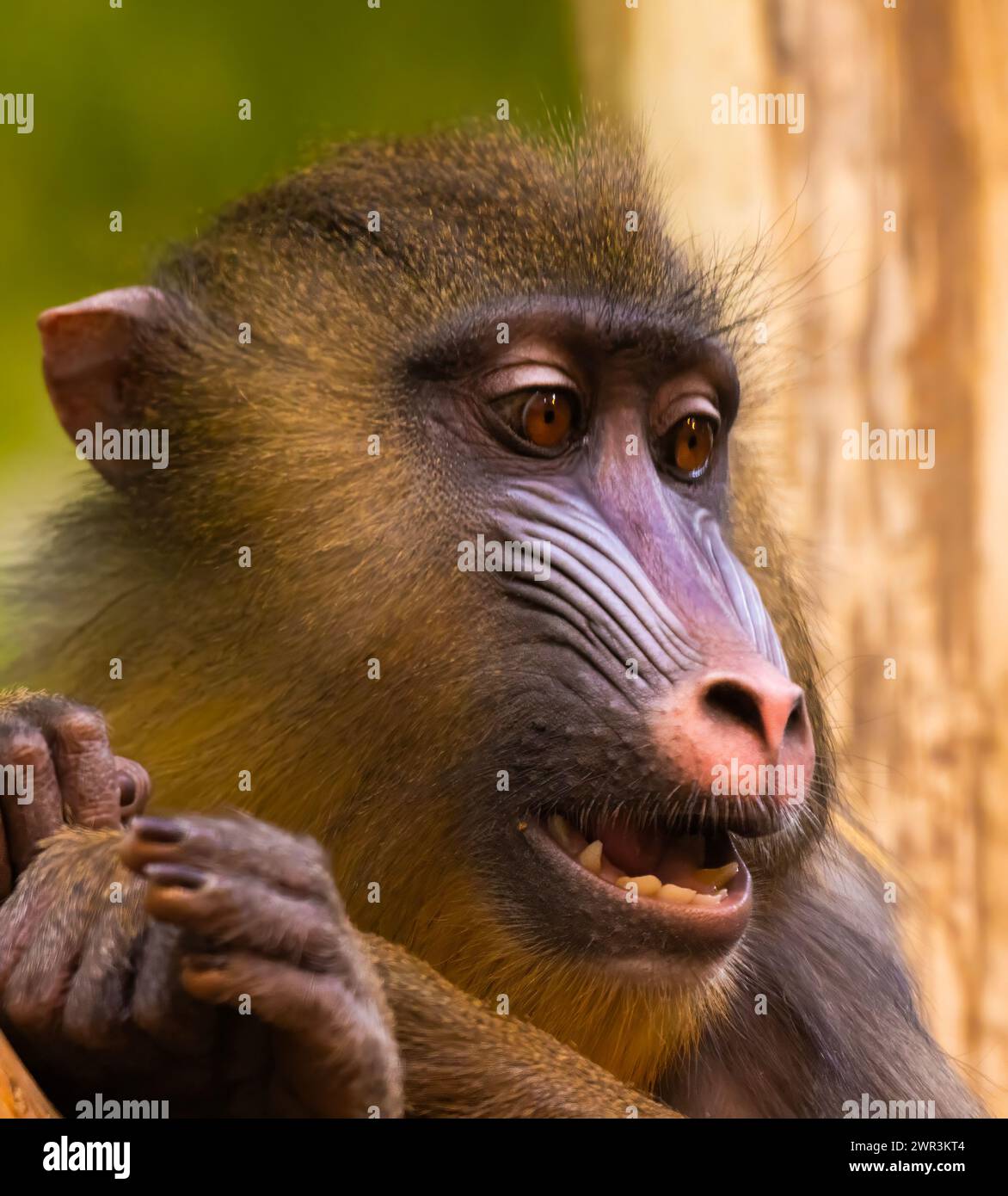 Male mandrill (Mandrillus sphinx) portrait Stock Photo - Alamy