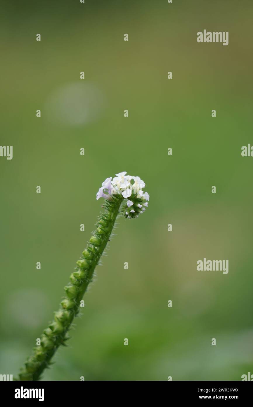 Sangketan hi-res stock photography and images - Alamy