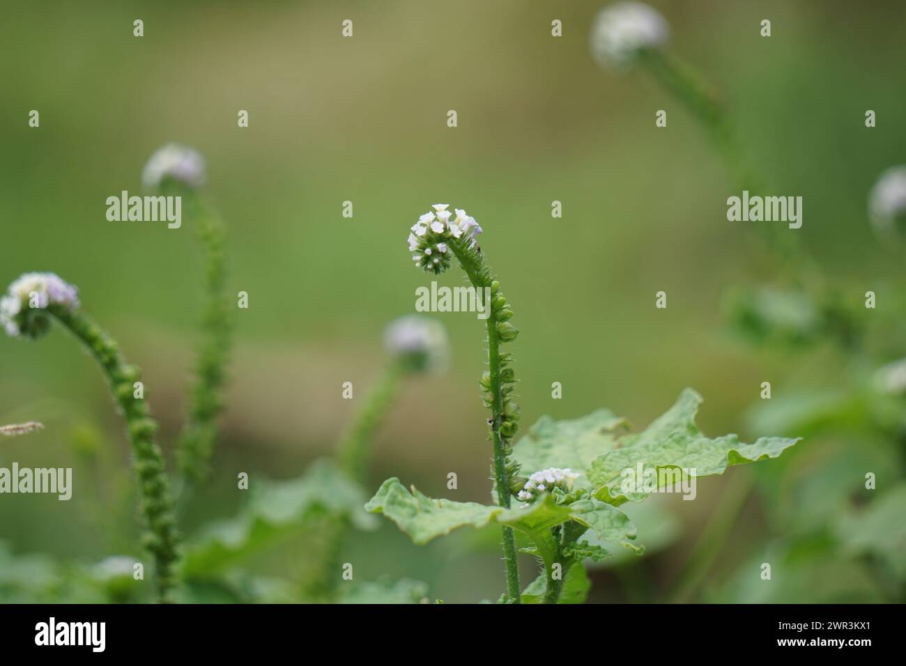 Sangketan hi-res stock photography and images - Alamy