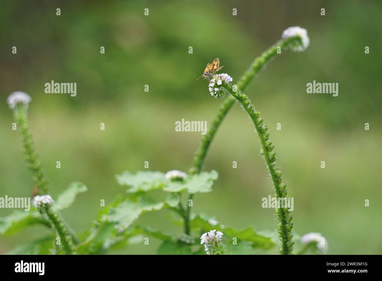 Heliotropium indicum (Sangketan, buntut tikus, Indian heliotrope ...