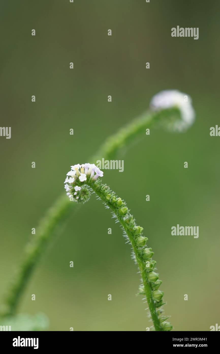 Heliotropium indicum (Sangketan, buntut tikus, Indian heliotrope ...