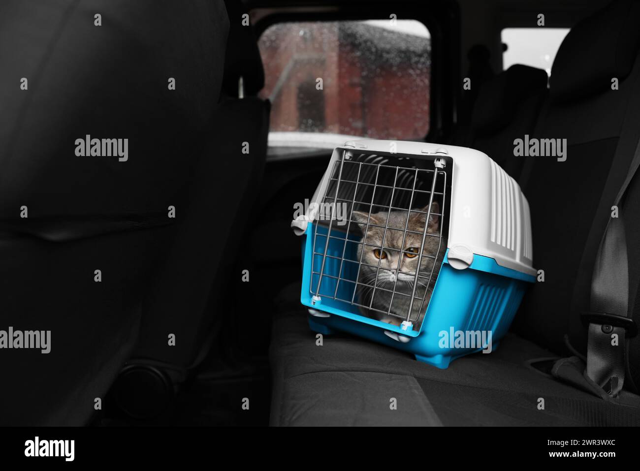 Cat inside car hi-res stock photography and images - Alamy