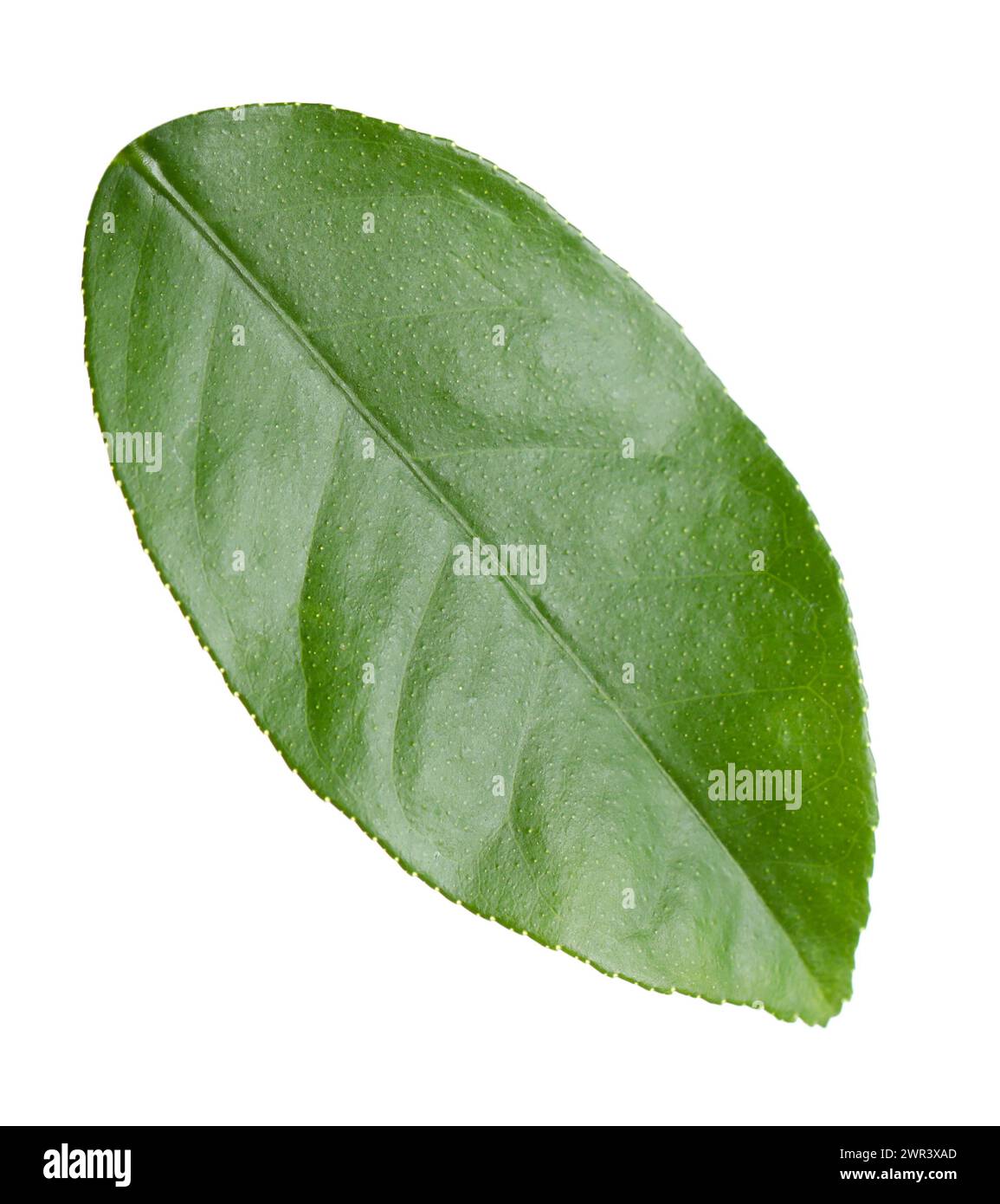 Green leaf of lemon tree isolated on white Stock Photo - Alamy