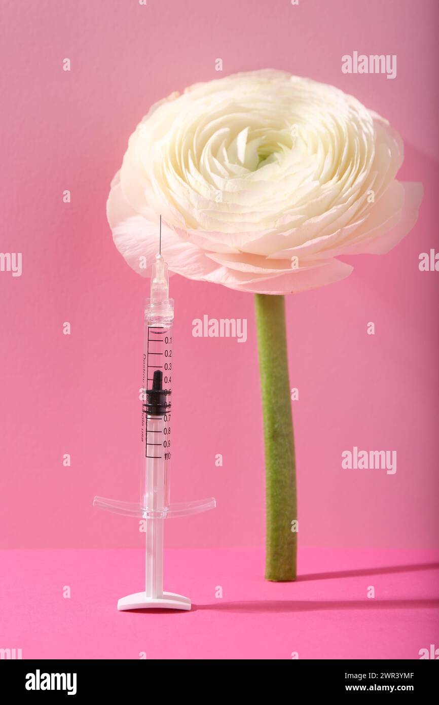 Cosmetology. Medical syringe and ranunculus flower on pink background ...