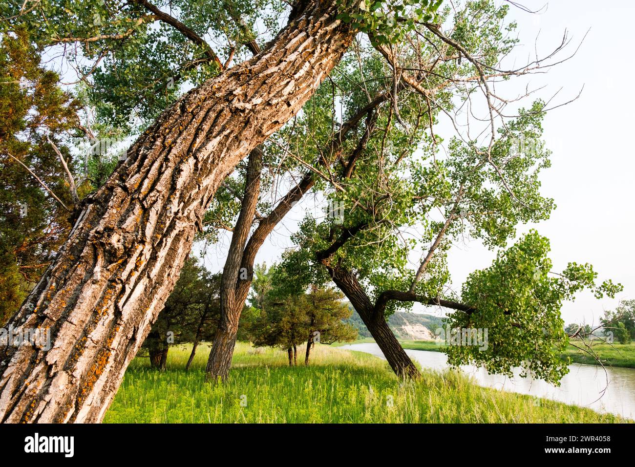 Cottonwood trees along the Little Missouri River at Cottonwood ...