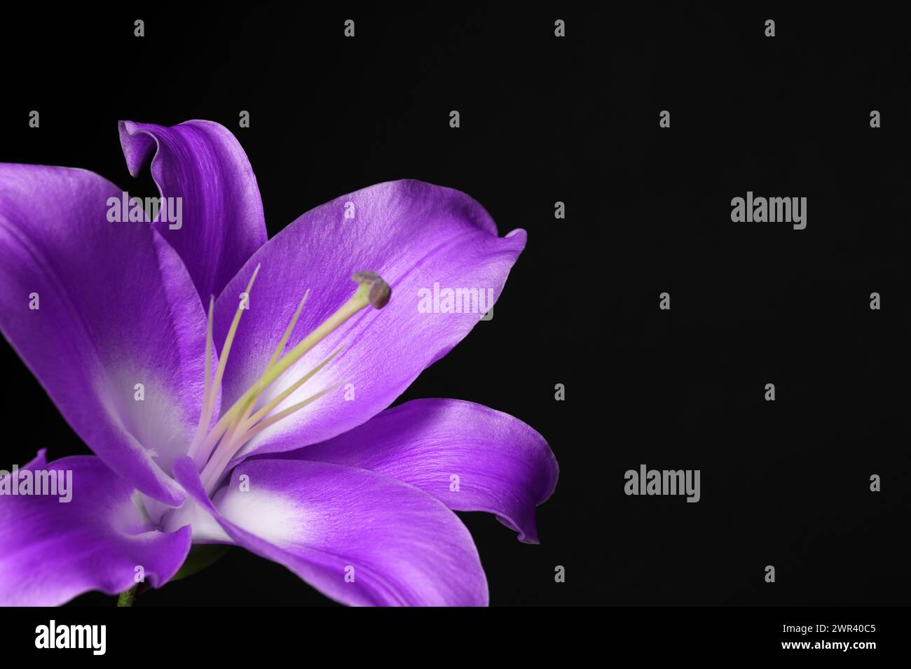 Violet lily flower on black background, closeup. Funeral attributes ...