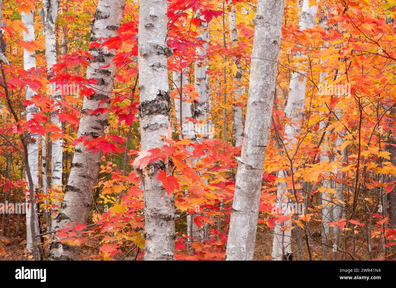 North America; United States; Michigan: Upper Peninsula; Lake Superior ...