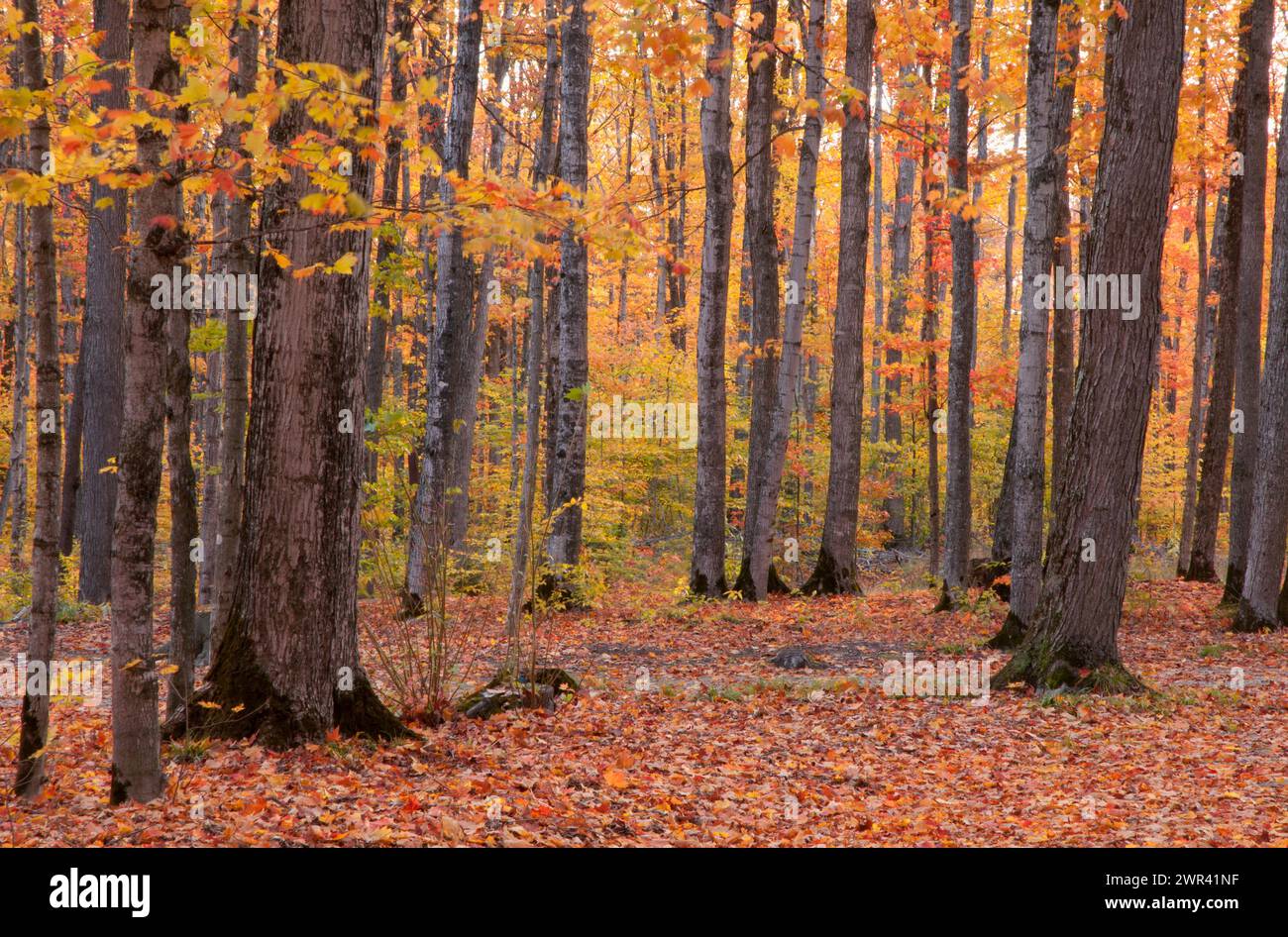 North America; United States; Michigan: Upper Peninsula; Lake Superior ...