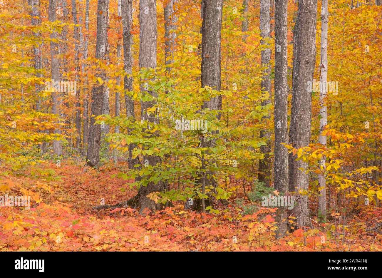 North America; United States; Michigan: Upper Peninsula; Lake Superior ...