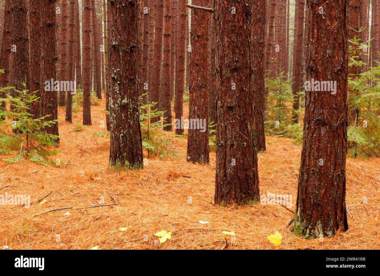 North America; United States; Michigan: Upper Peninsula; Lake Superior ...