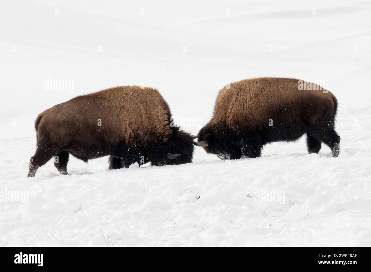 North America; United States; Wyoming; Yellowstone National Park ...