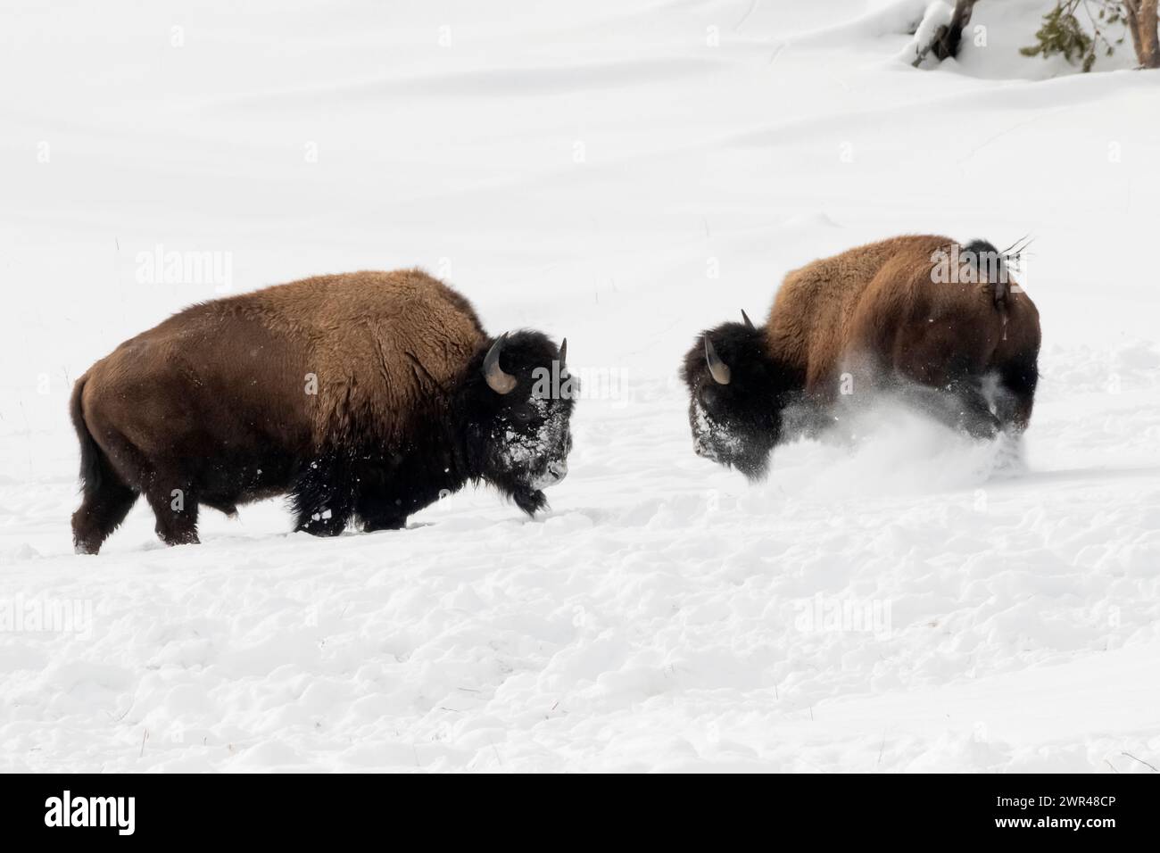North America; United States; Wyoming; Yellowstone National Park ...