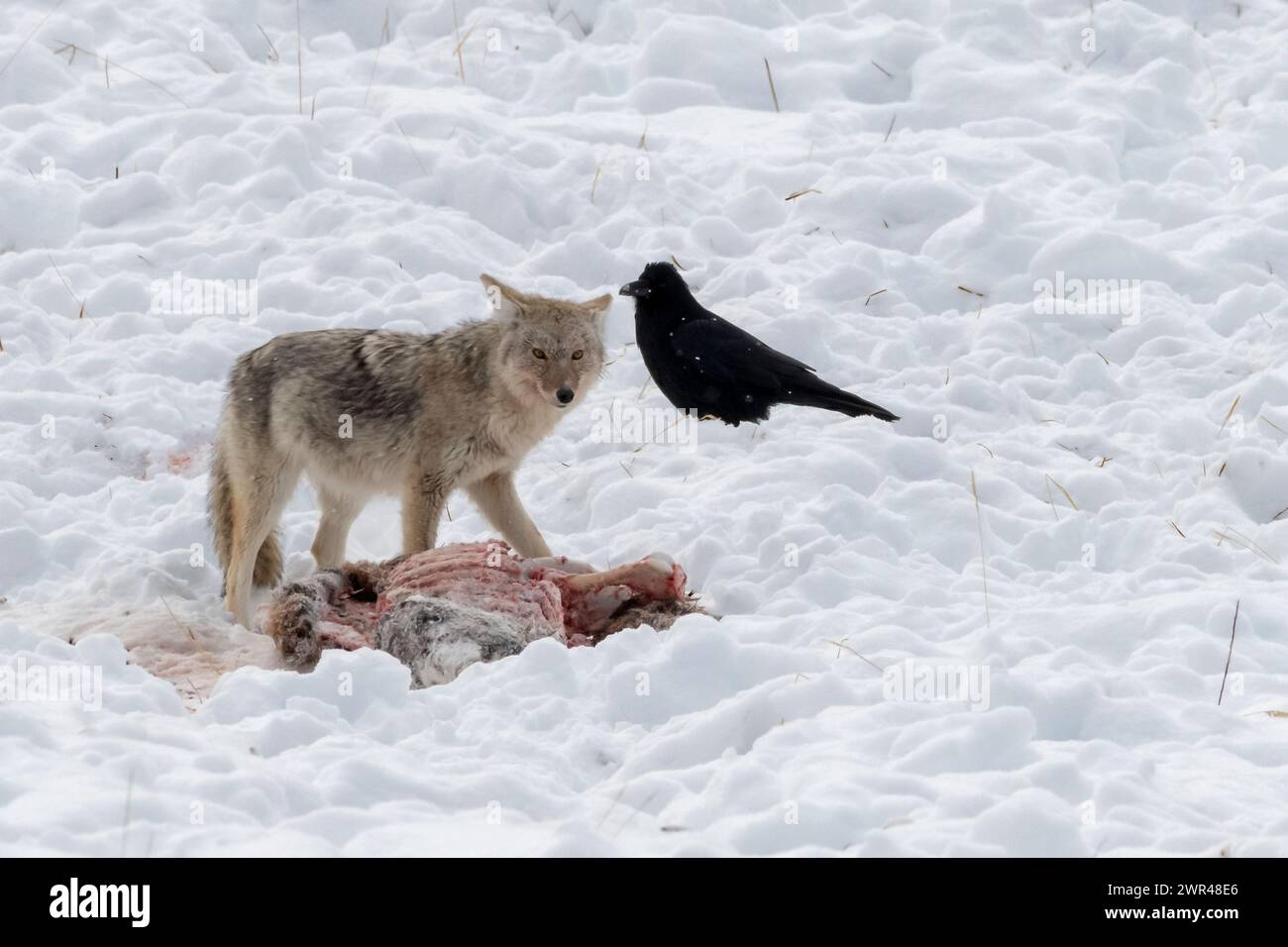 North America; United States; Wyoming; Yellowstone National Park ...