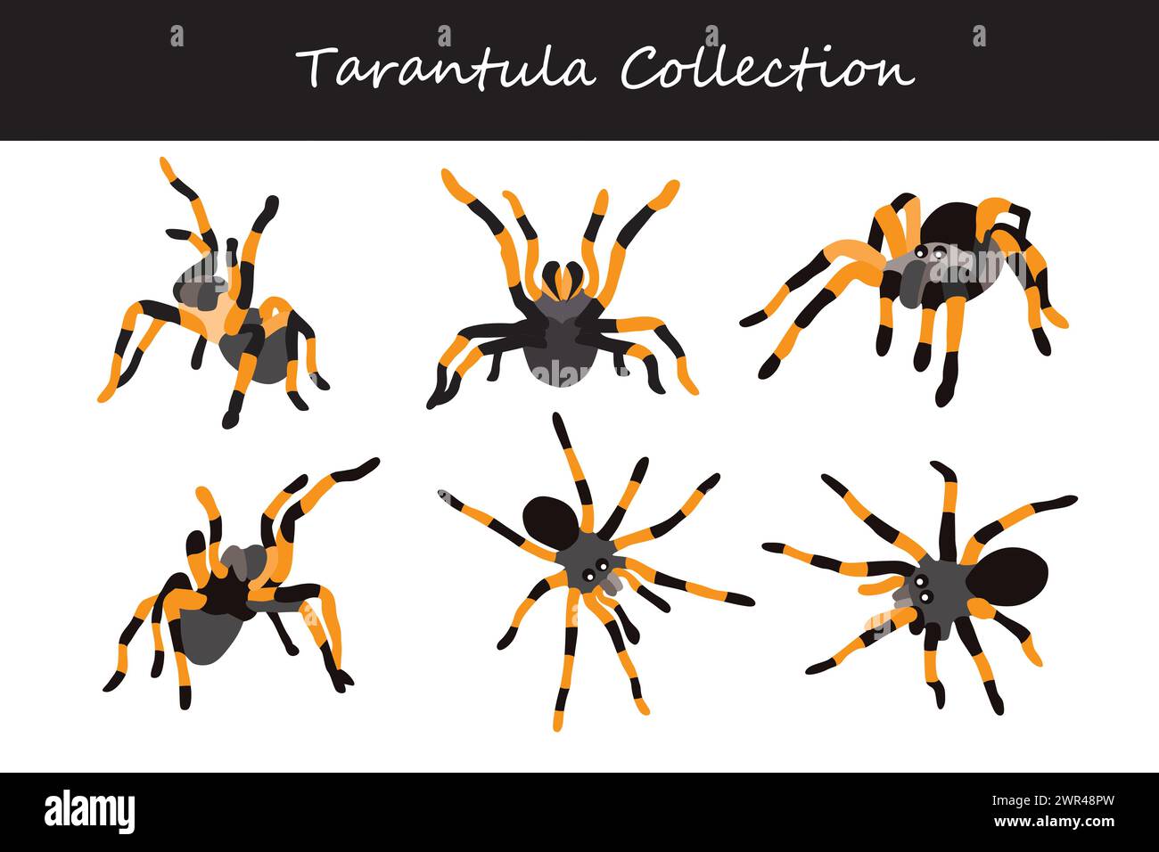 tarantula vector illustration set. Cute tarantula isolated on white ...