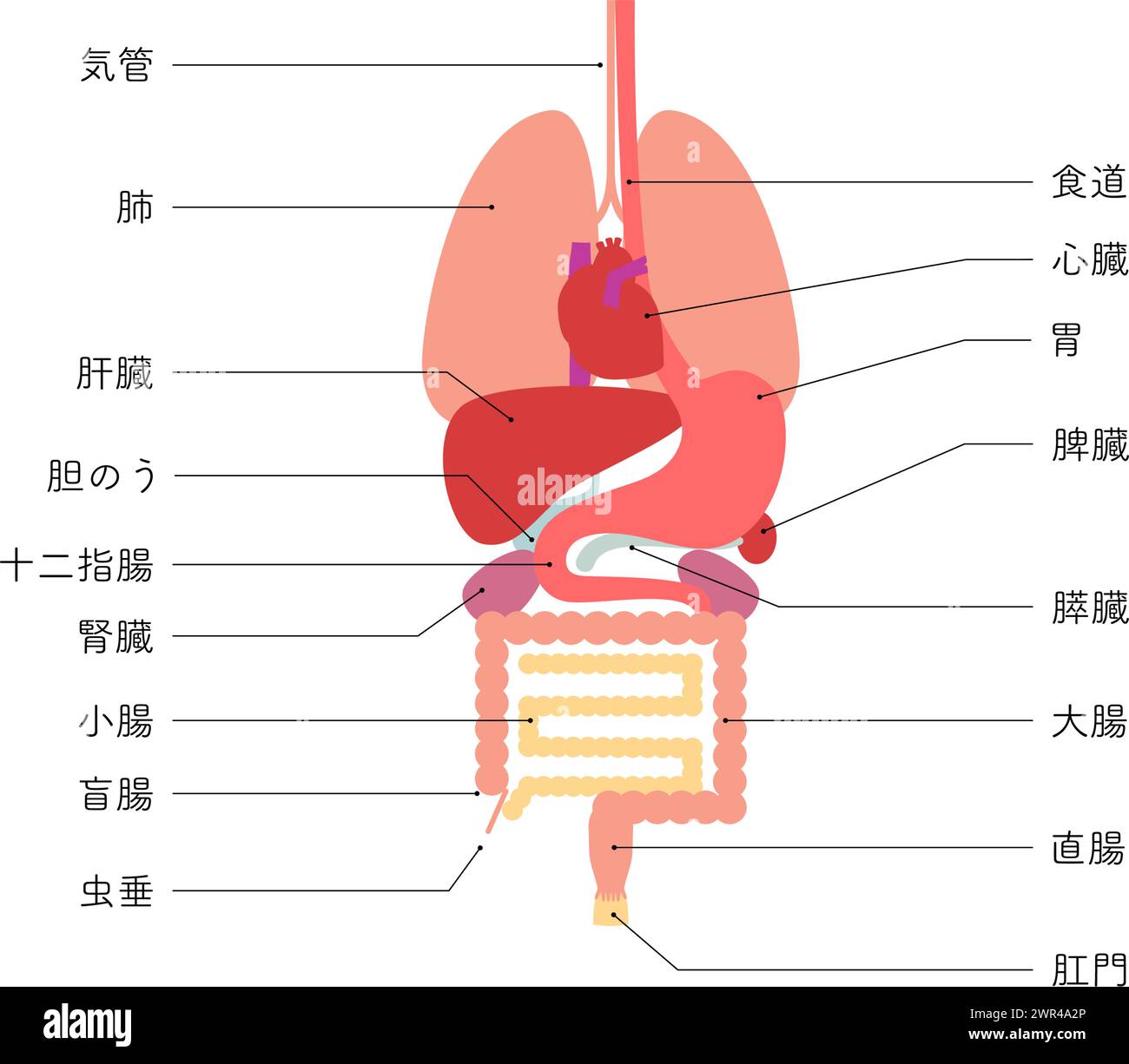 Illustration of the structure of the human body, internal organs ...