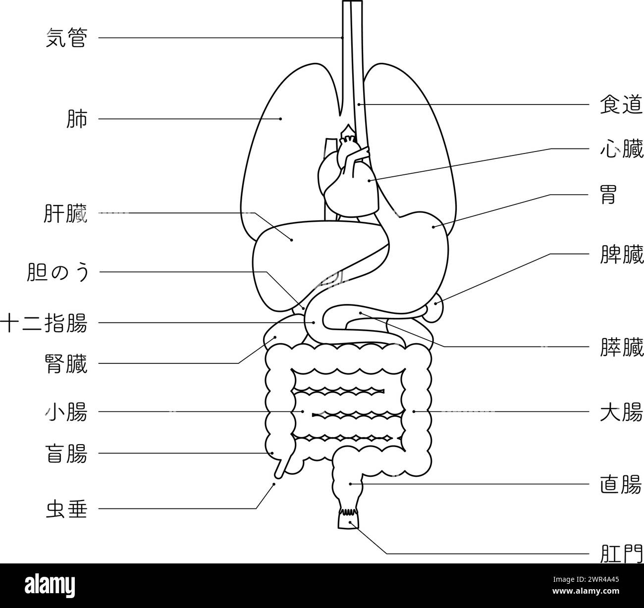 Structural drawing of the human body, illustration of internal organs ...