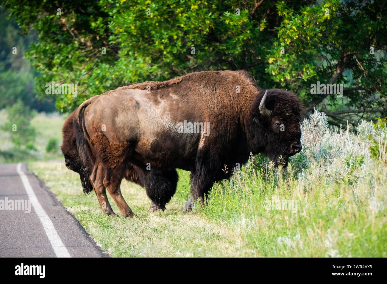 Medora hi-res stock photography and images - Alamy