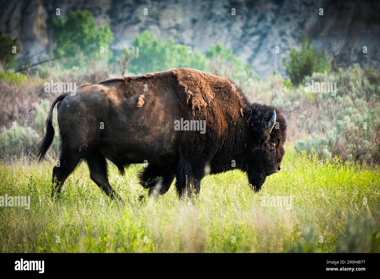 Medora hi-res stock photography and images - Alamy